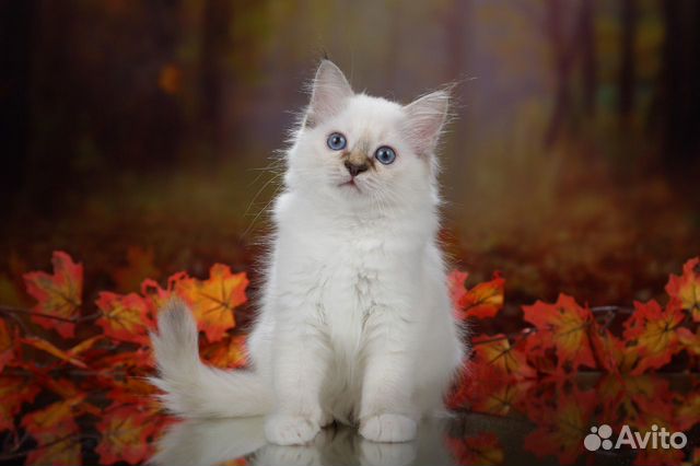 Котенок кошечка Священная Бирма