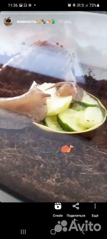 Улитки Ахатины