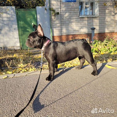 Французский бульдог девочка