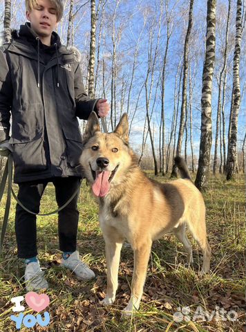 Джоник в добрые руки бесплатно