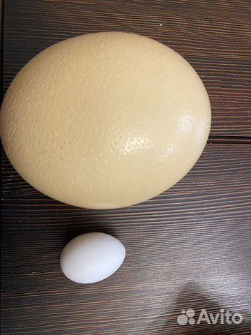 Яйцо страуса свежее