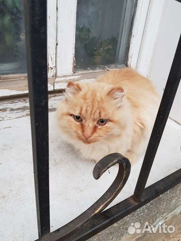 Кот в добрые руки