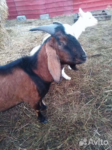 Козëл нубийский