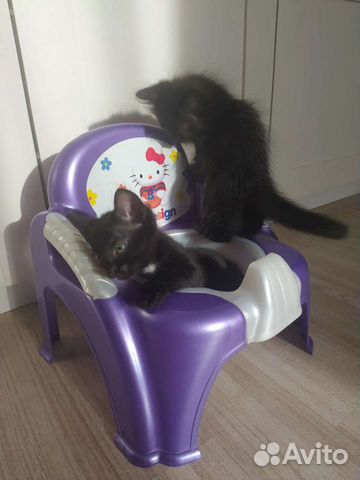 Котята приученные к горшку)