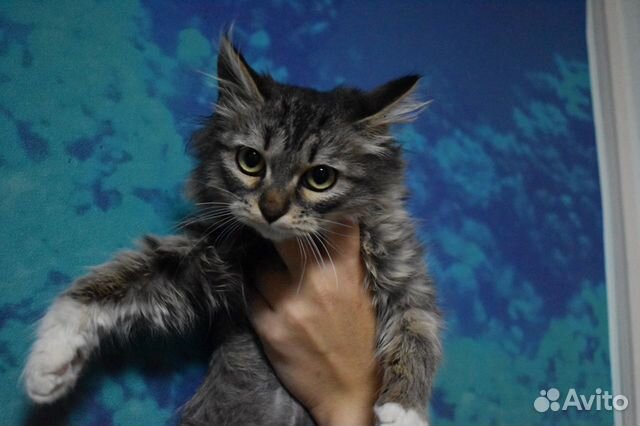 Котята из приюта