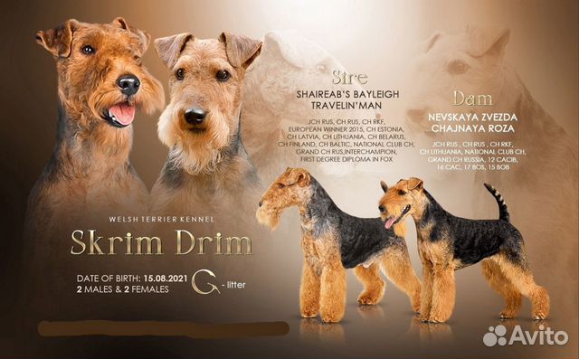 Щенок вельштерьера