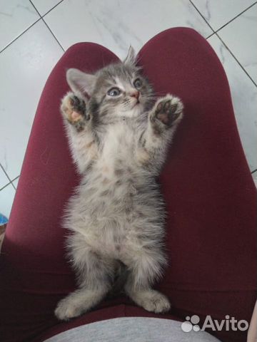 Котёнок Бусинка ищет хозяина. В хорошие руки