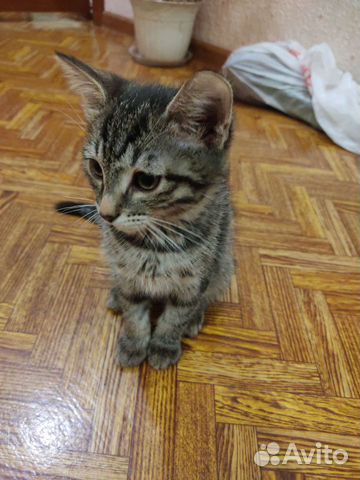Котенок