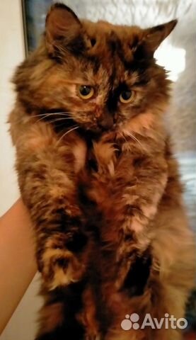 Отдам кошечку в добрые руки