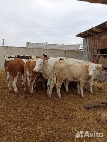 Телки сементал