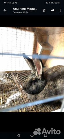 Кролики нзк и немецкий ризен