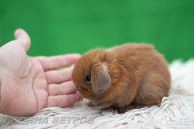 Вислоухие крольчата девочки