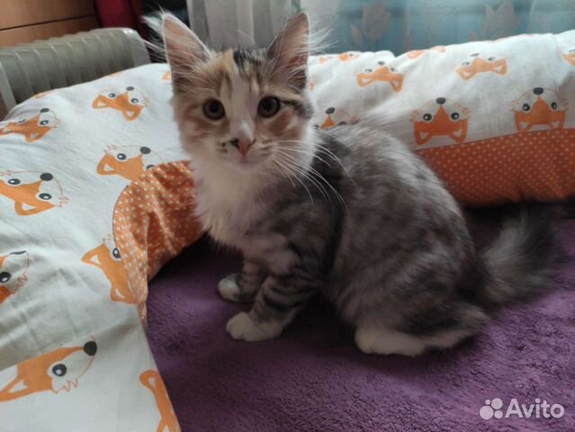 Котенок 3 месяца Бусинка, бесплатно