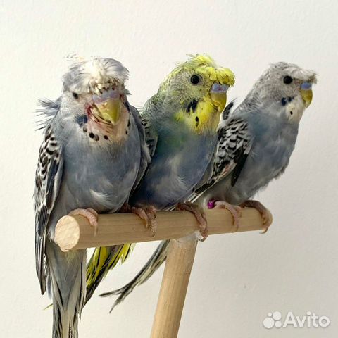 Хохлатые волнистые попугаи птенцы