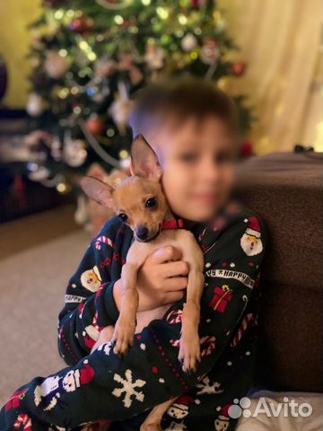 Той-терьер, 1 год