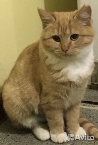 Маленькая принцесса Перси ищет любящих родителей