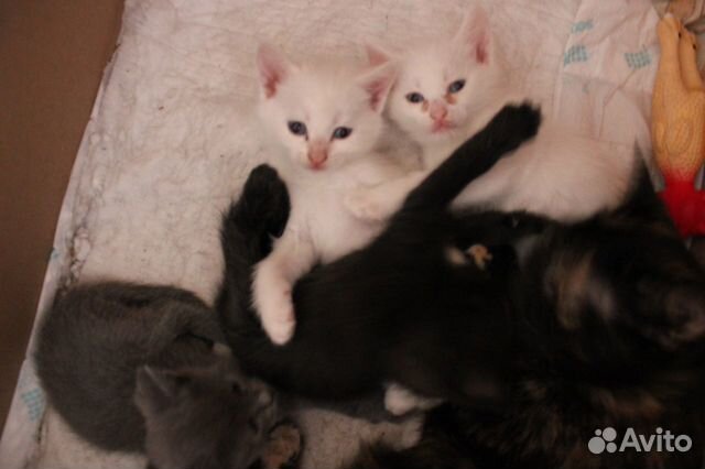 Котята в добрые руки