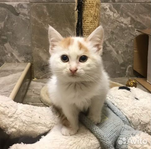 Зефирка - потому что сладюня