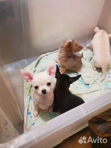 Чихуахуа девочка блондинка