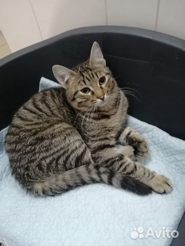 Котик Алекс