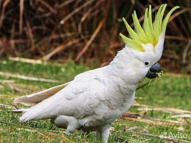 Какаду Соломонский