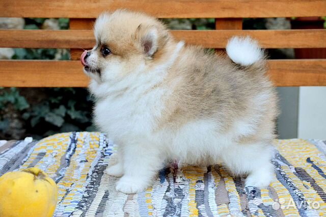 Померанский шпиц