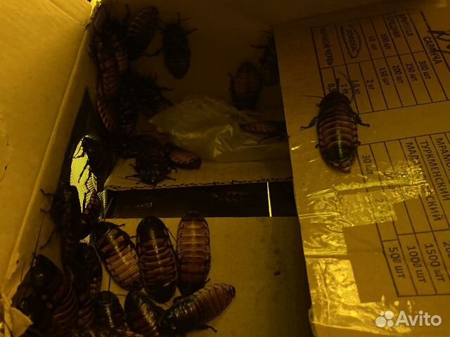 Мадагаскарские тараканы