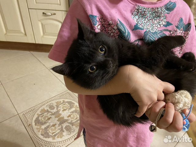 Очаровательная девочка британка