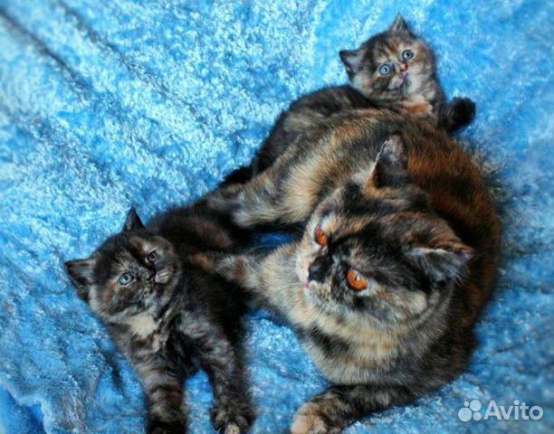 Шотландские девочки мраморные черепашки