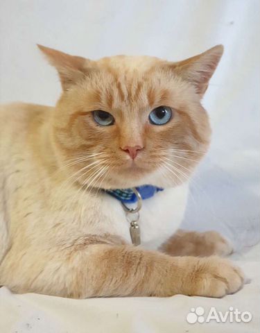 В кота стрелял сторож