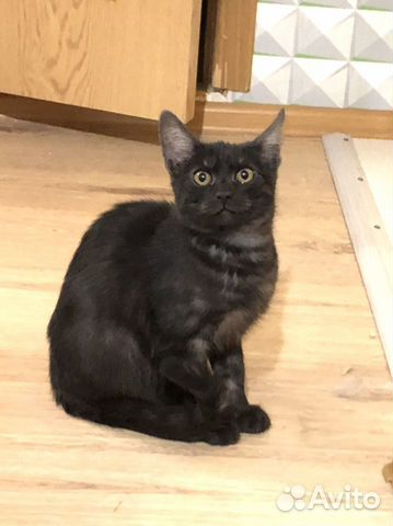 Подозревающий всех котенок кот черный в добрые рук
