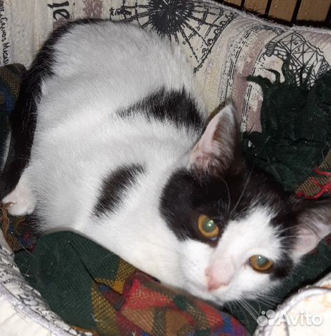 Котята маркизы