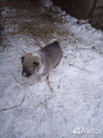 Западно сибирская лайка