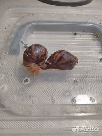 Улитки ахатины бесплатно