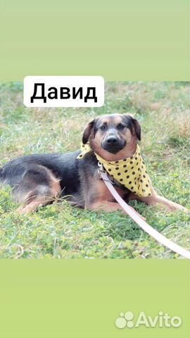Добрый и застенчивый молодой Давид отдам