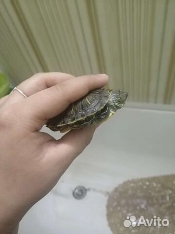 Красноухая черепаха с аквариумом