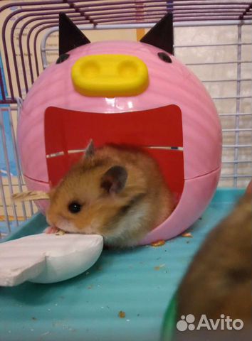 Сирийский хомяк