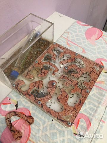 Муравьиная ферма с муравьями