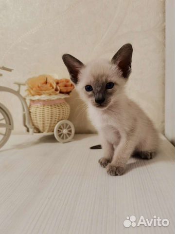 Ориентальные котята