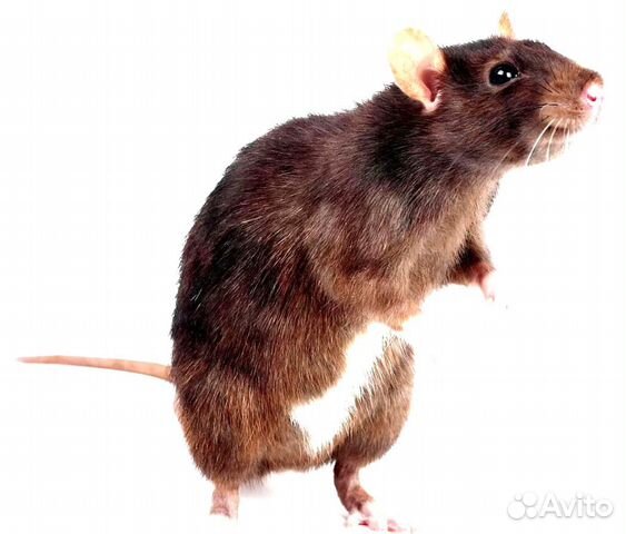 Декоративная крыса