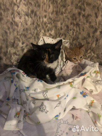 Котята из детского дома ищут родителей