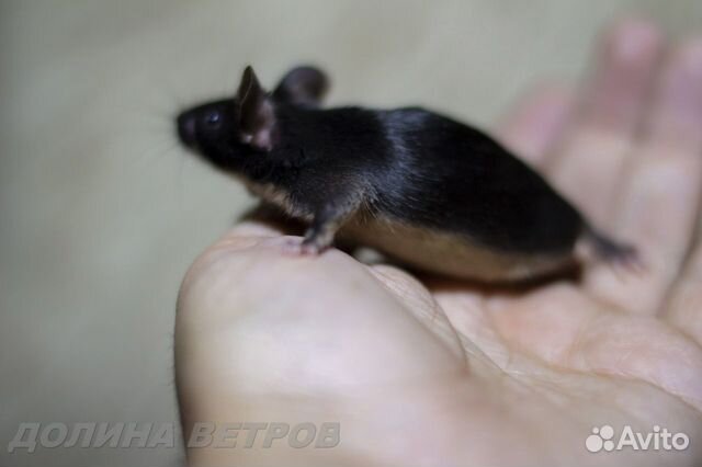 Мышка черный тан самка