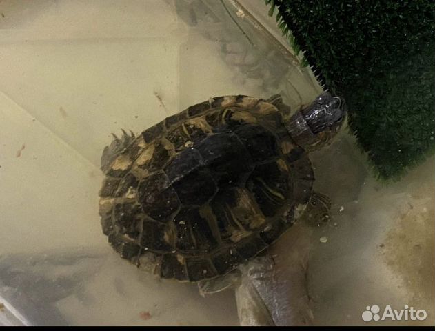 Красноухая черепаха бесплатно