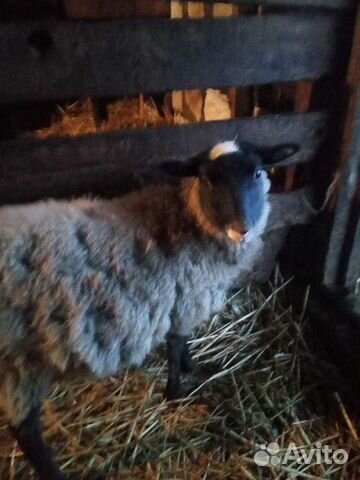 Баранчики романовские