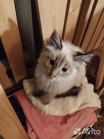 Отдам котёнка в добрые руки