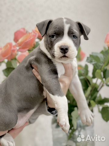 Стаффордширский терьер