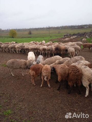 Овцы бараны ягнята оптом