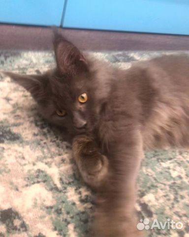 Кошка