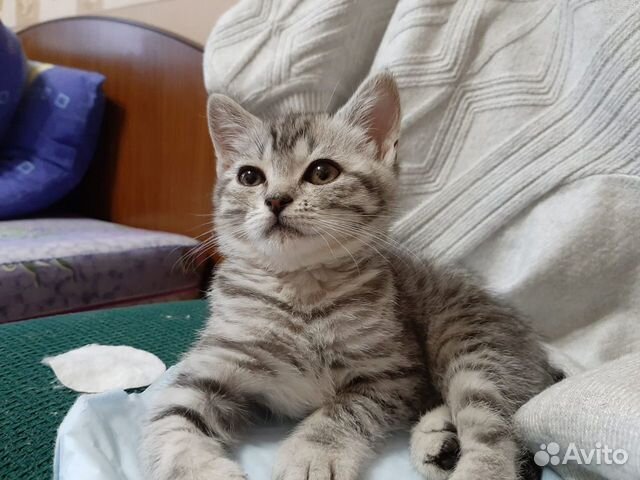 Котёнок