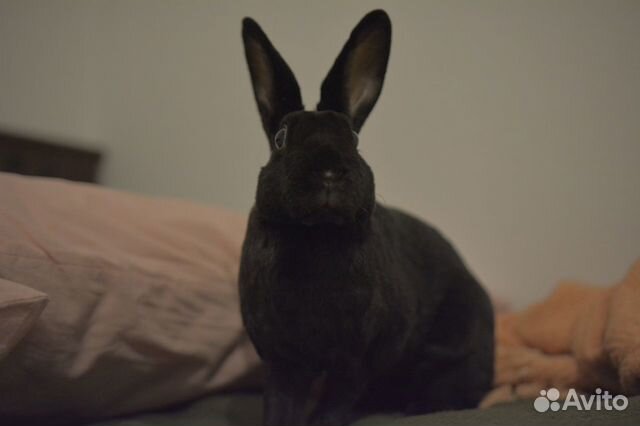 Карликовый кролик (самец, 4 месяца)